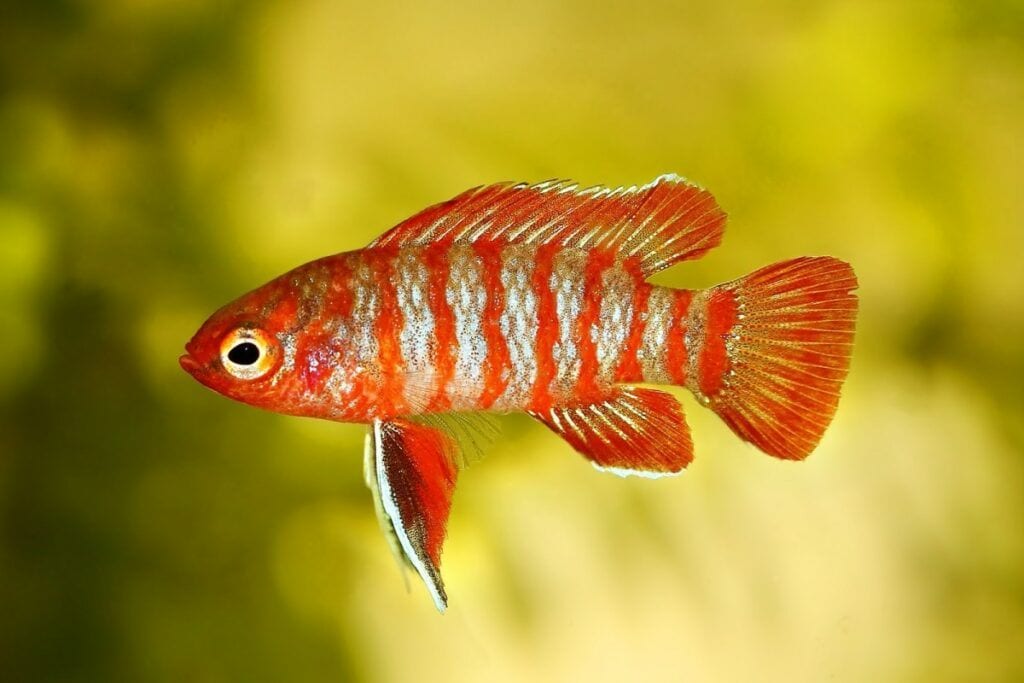 Badis Fish