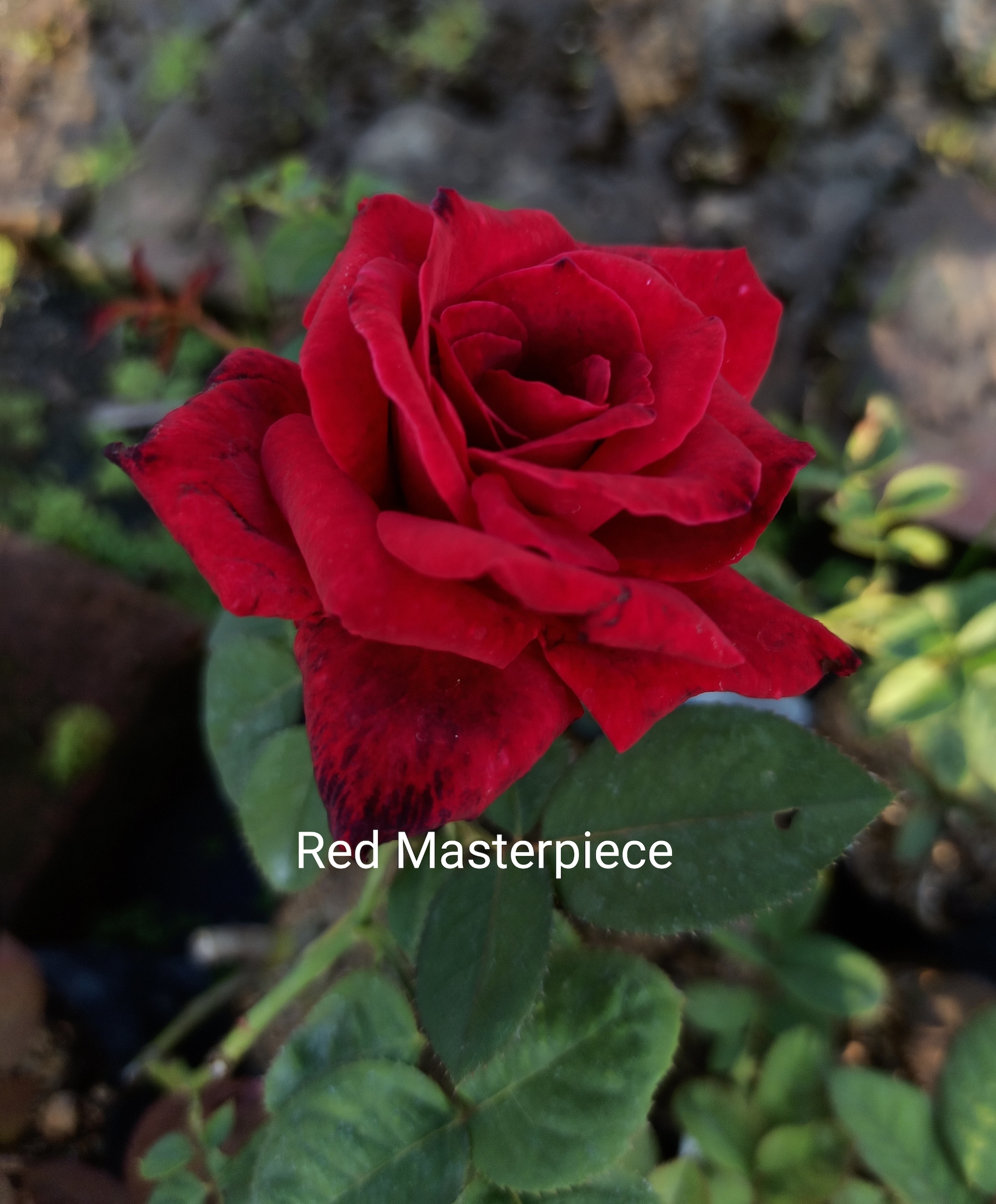 Red Masterpiece Rose
